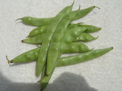 Heirloom Bean Seed - By Wrights Heirlooms